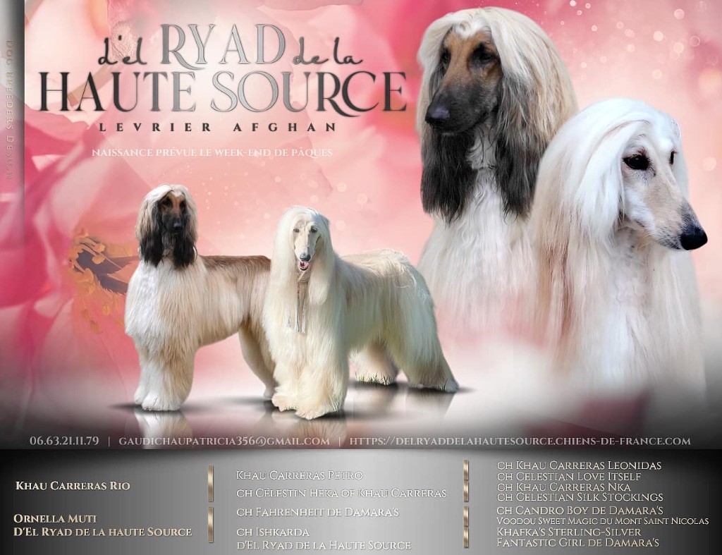 Accueil - Elevage D'el Ryad De La Haute Source - eleveur de chiens ...